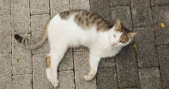 Can a Three-Legged Cat Lead a Normal Life? (How to Live With a Tripod ...