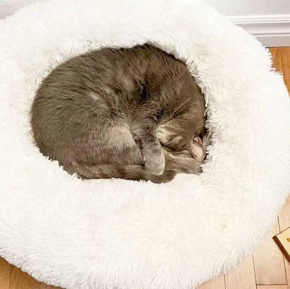 Top Calming Cat Beds for a Relaxed, Stress-Free Cat