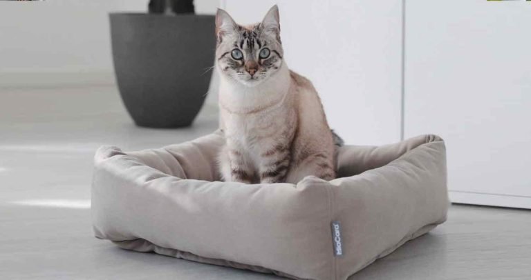 Best Luxury Cat Bed (2023): 13 Fancy, Designer Beds For Your Pampered ...