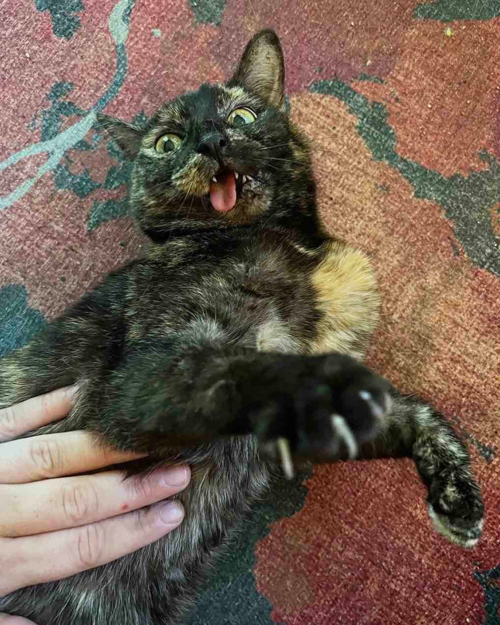 Meet Gremlin the Blep Cat! The Cat That Always Smiles With Her Tongue! - We Love Cats and Kittens
