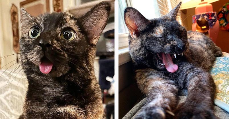 Meet Gremlin the Blep Cat! The Cat That Always Smiles With Her Tongue ...