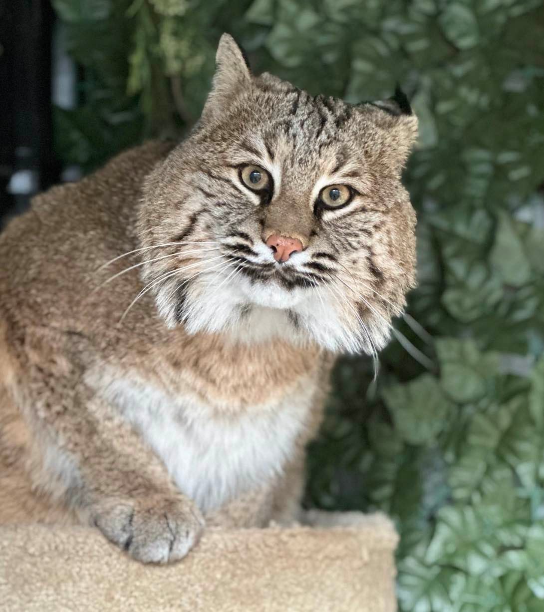 Bobcats Get a Second Chance To Be Wild at This Amazing Sanctuary - We ...