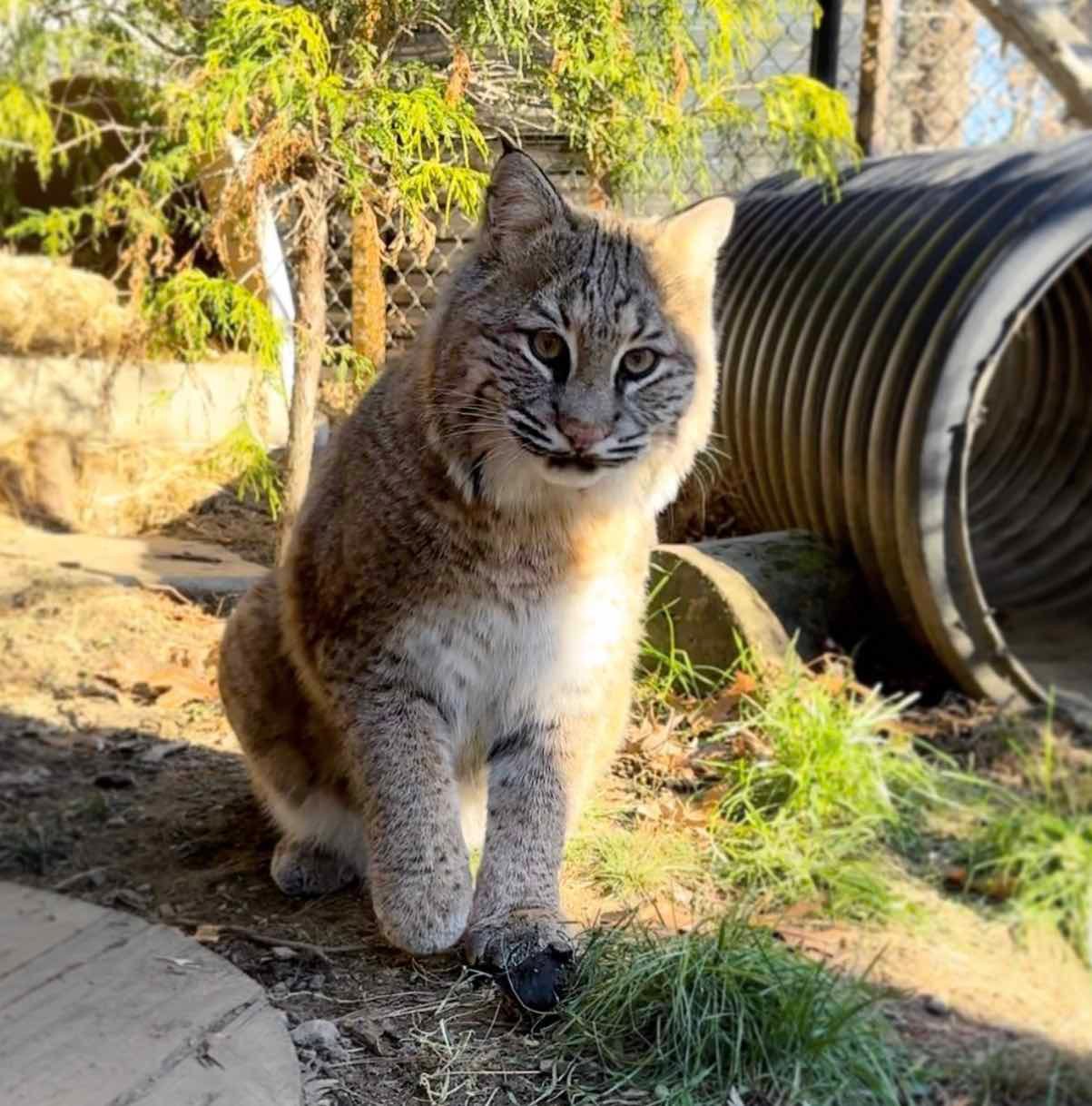 Bobcats Get a Second Chance To Be Wild at This Amazing Sanctuary - We ...