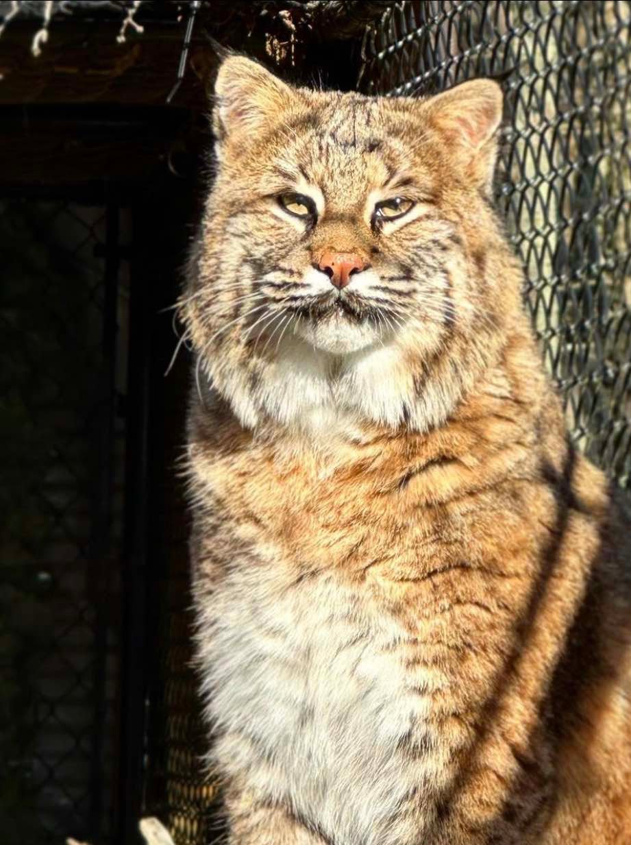 Bobcats Get a Second Chance To Be Wild at This Amazing Sanctuary - We ...