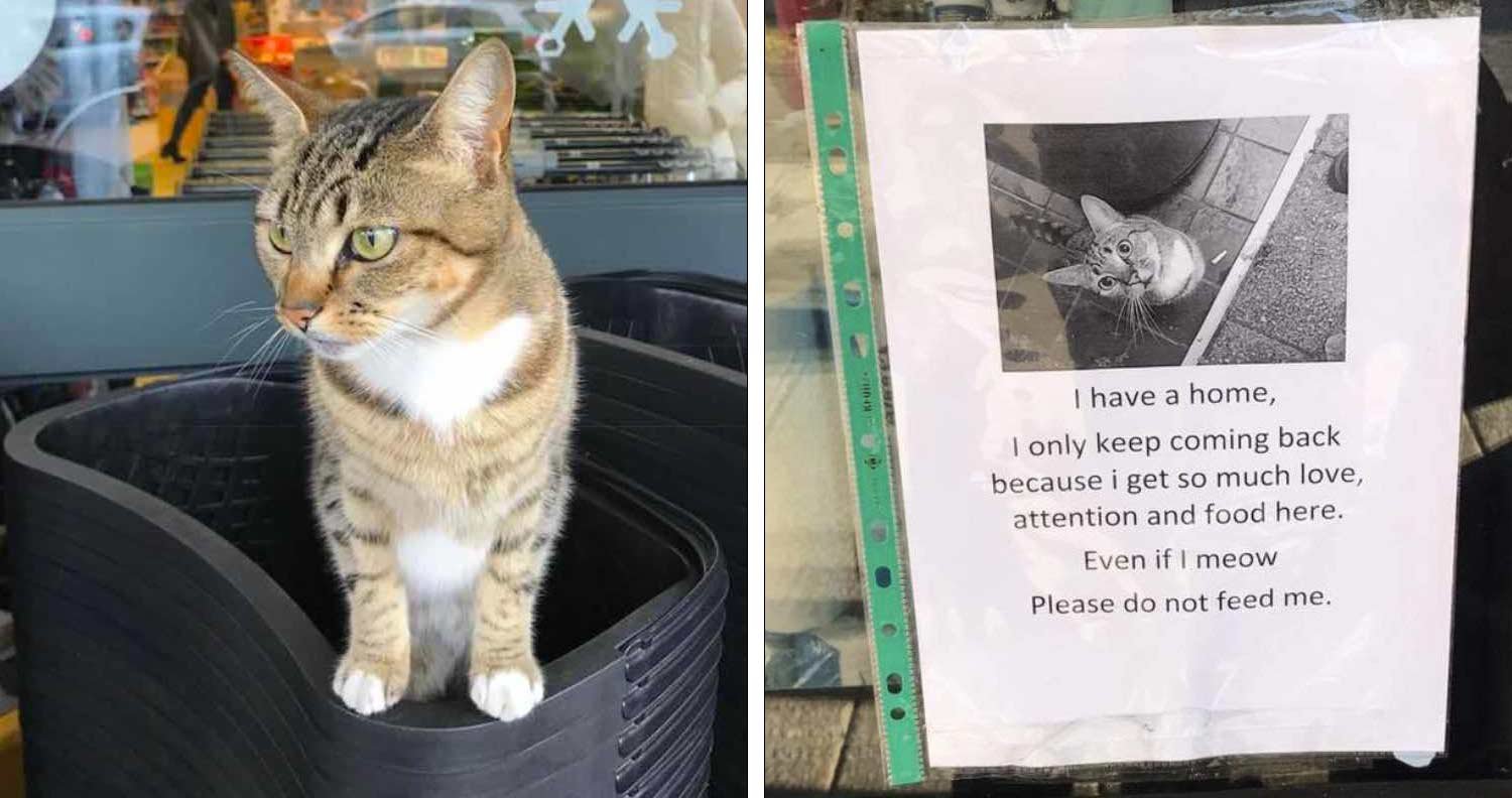 Sneaky Kitty Pretends to be a Stray to Get Free Food from Shoppers - We ...