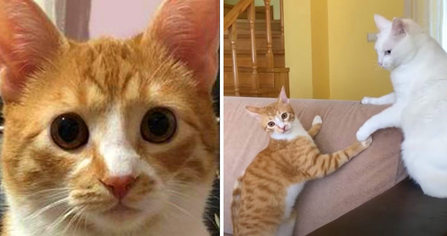 Little Kitten Got Big And Became The Alpha Cat - We Love Cats and Kittens