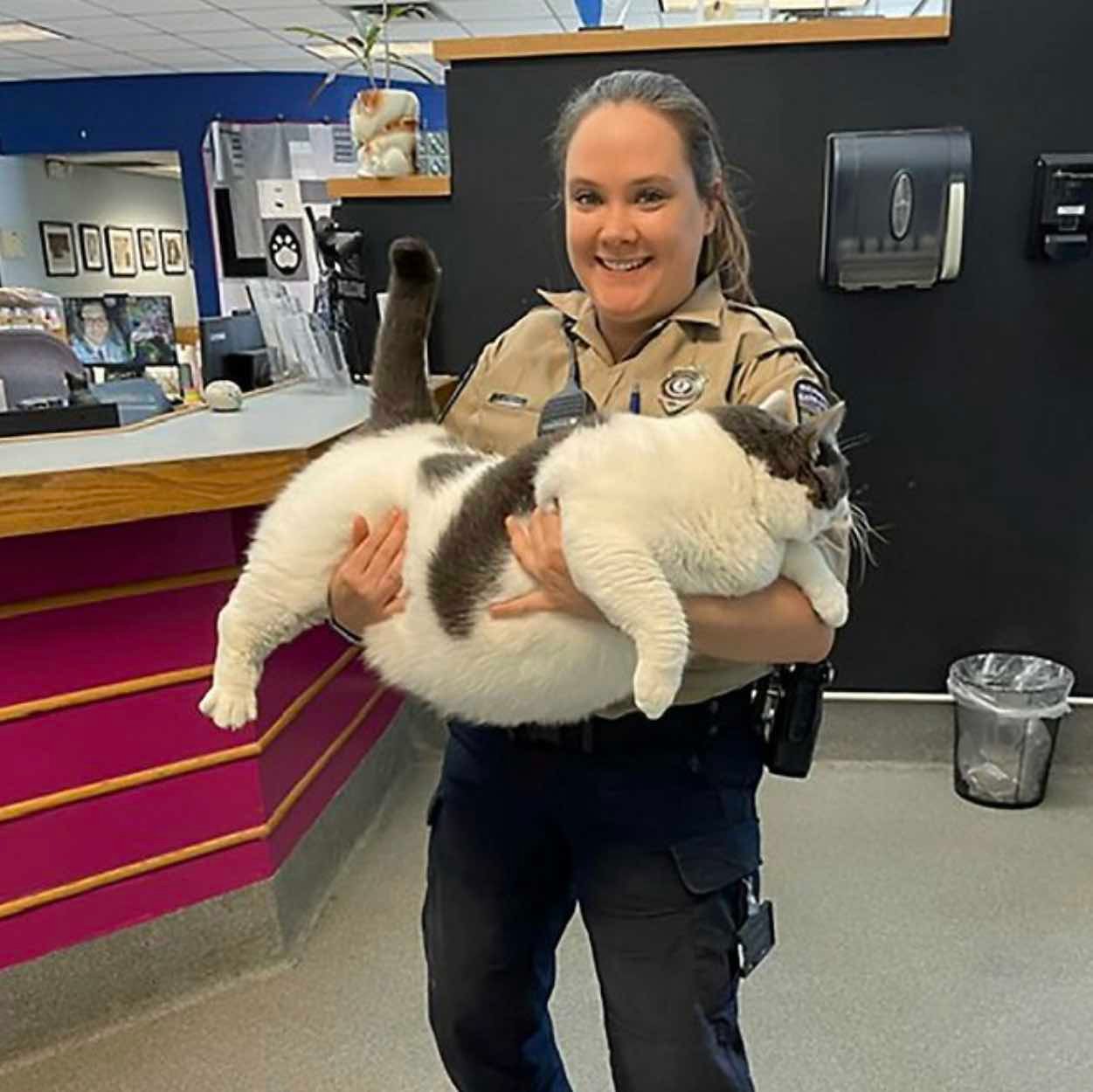 A New Beginning for Patches, 40-Pound Shelter Cat Gets a Forever Loving ...