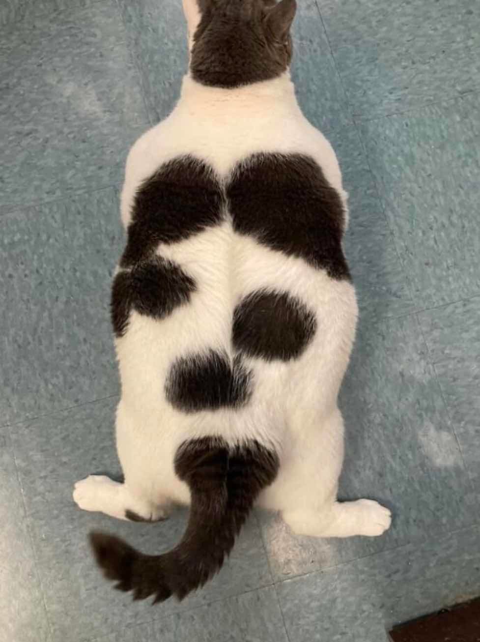 A New Beginning for Patches, 40-Pound Shelter Cat Gets a Forever Loving ...