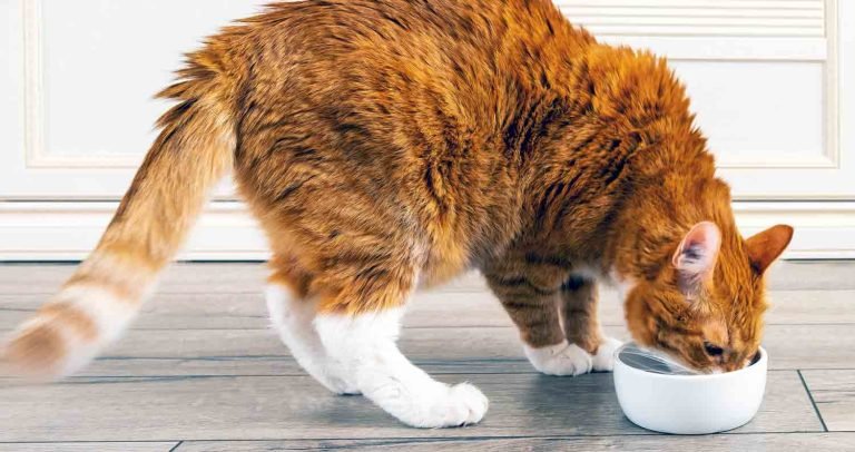"Best Cat Food for Indoor Cats (2024): Top 8 Healthy Picks"