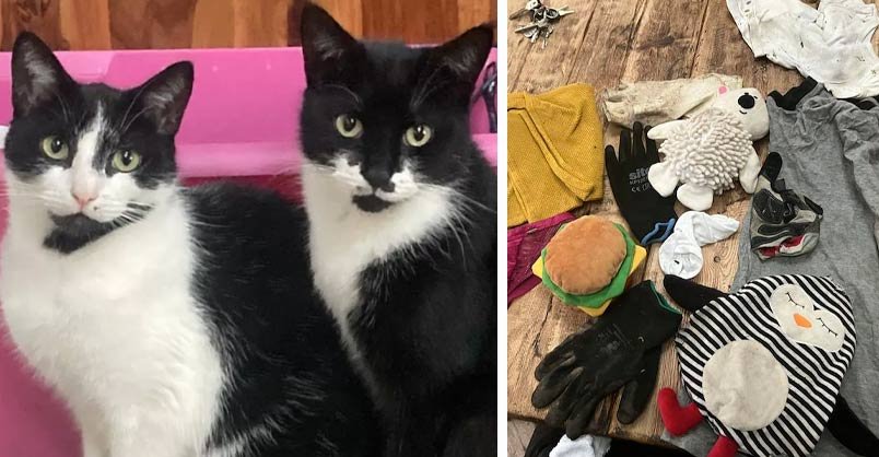 The Cat Burglars of Darley Abbey, Harry and Luna's Nighttime Adventures ...