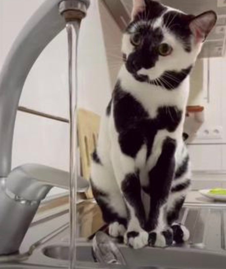 Adorable Cat Blurs The Lines Between Cat, Cow, and Dalmatian! - We Love ...