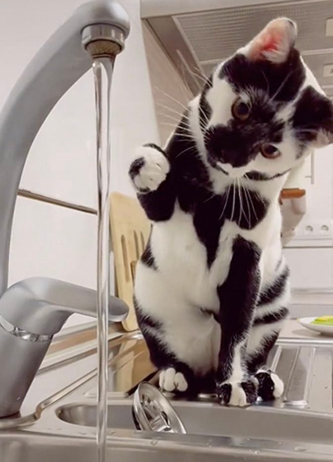 Adorable Cat Blurs The Lines Between Cat, Cow, and Dalmatian! - We Love ...