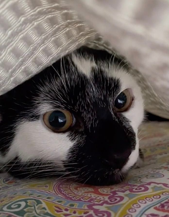 Adorable Cat Blurs The Lines Between Cat, Cow, and Dalmatian! - We Love ...