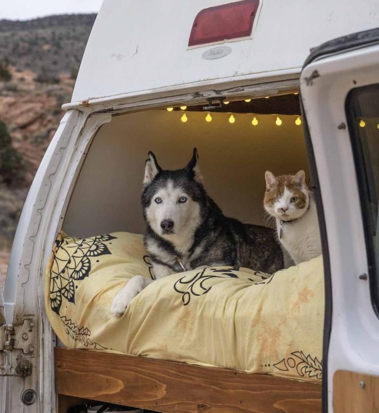 One-Eyed Cat Put "In Jail" For Getting Too Close to the Edge! - We Love ...