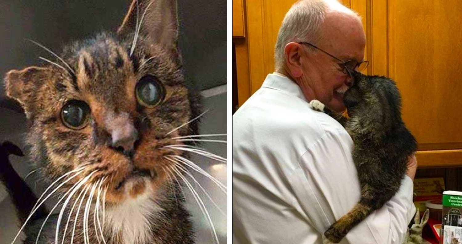 15-Year-Old Cat Finds His Forever Home | We Love Cats and Kittens