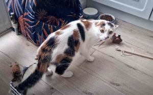 Hissing Betrayed Cat Falls in Love With the Woman Who Rescued Her - We ...