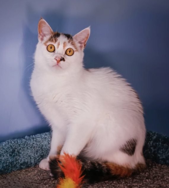 Hissing Betrayed Cat Finds Love with Her Rescuer| We Love Cats and Kittens