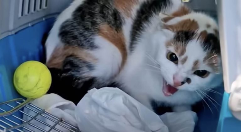Hissing Betrayed Cat Finds Love with Her Rescuer| We Love Cats and Kittens