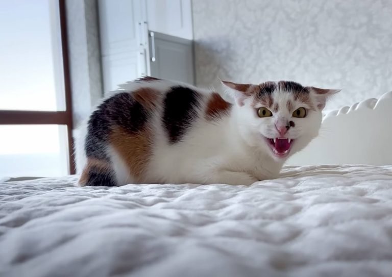 Hissing Betrayed Cat Finds Love with Her Rescuer| We Love Cats and Kittens