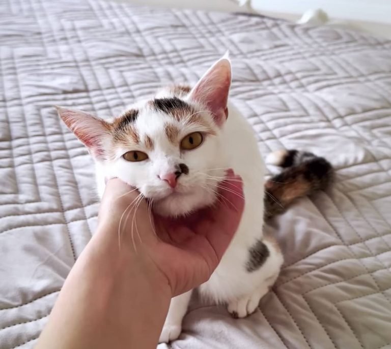 Hissing Betrayed Cat Finds Love with Her Rescuer| We Love Cats and Kittens