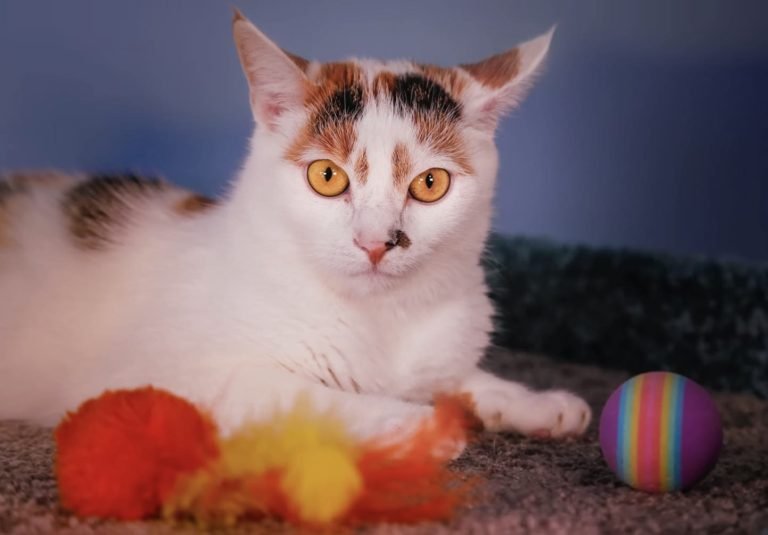 Hissing Betrayed Cat Finds Love with Her Rescuer| We Love Cats and Kittens