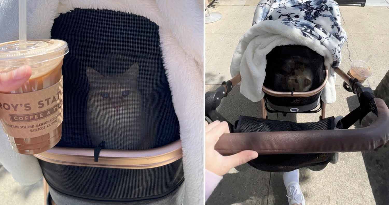 11 Must-Have Luxury Cat Products For Every Big-Hearted Cat Lover