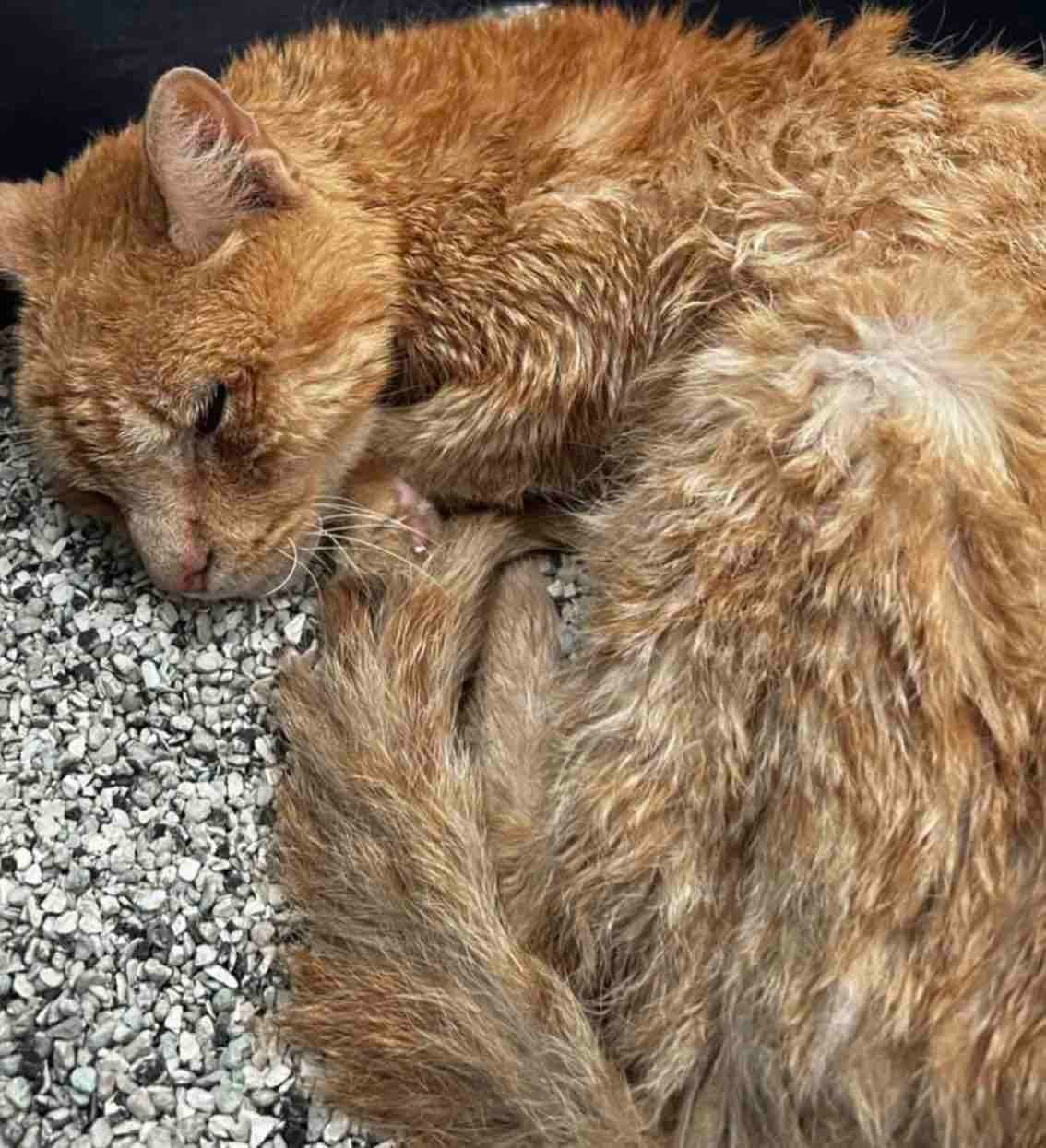 Abandoned Senior Cat Found on Stairs Has His Life Turned Around by Kind ...