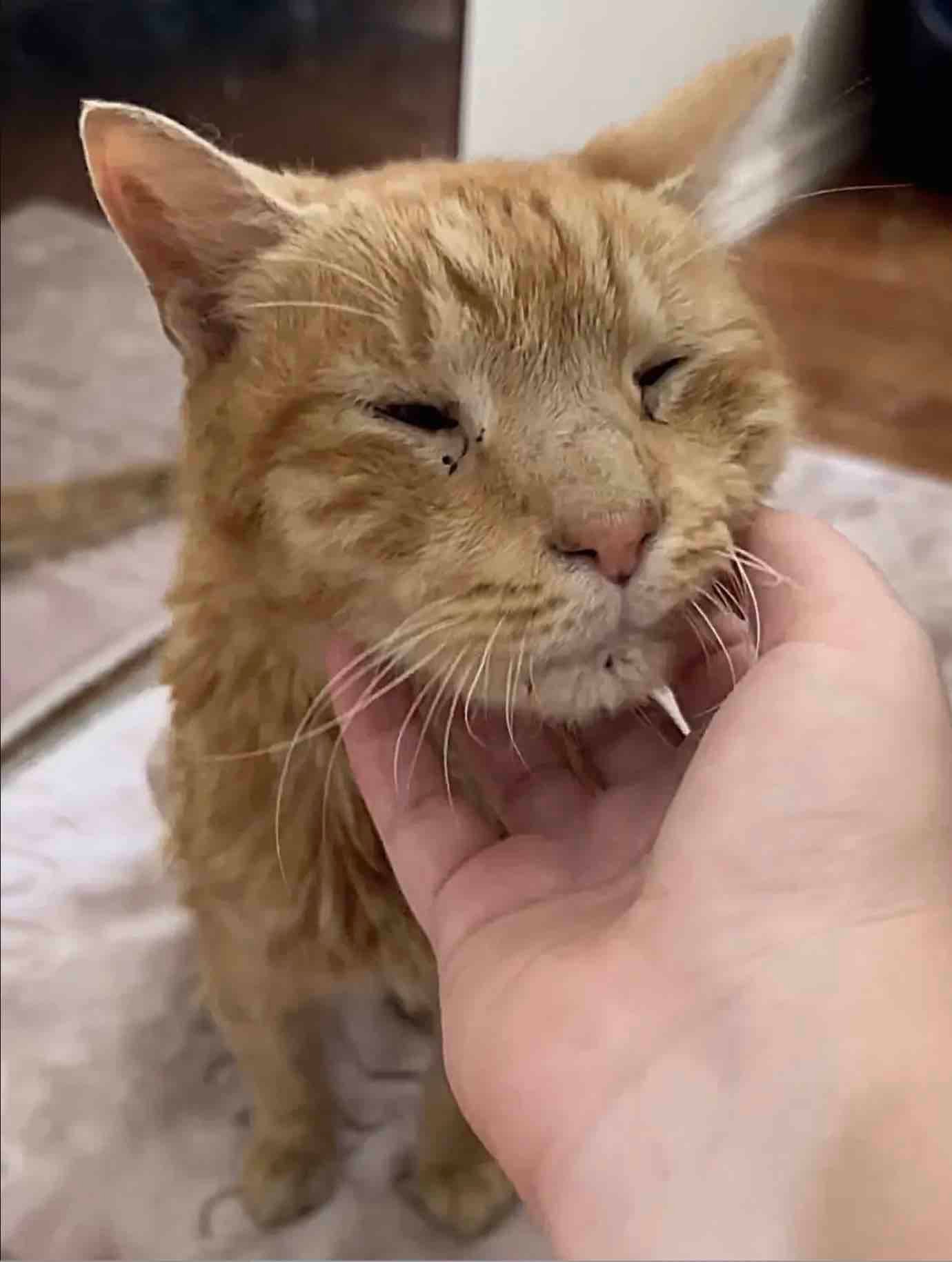 Abandoned Senior Cat Found on Stairs Has His Life Turned Around by Kind ...