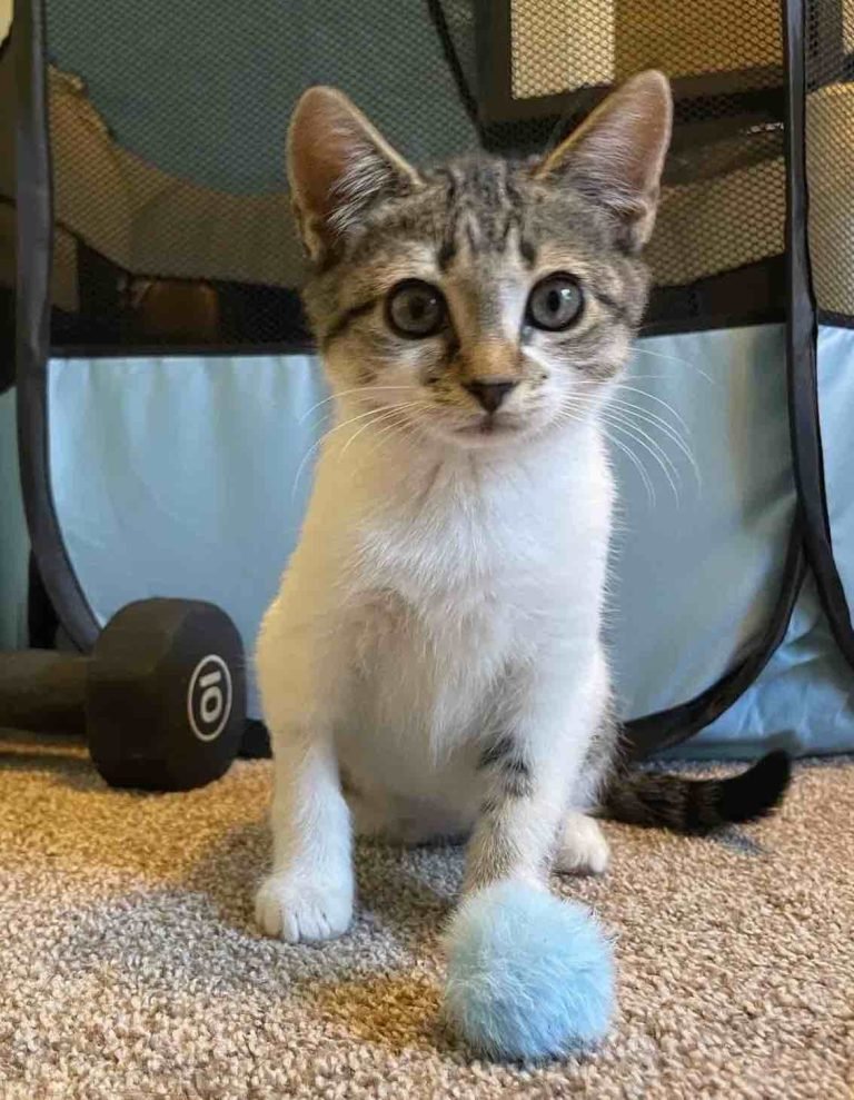 A Three-Pawed Hero's Tale, the Tiny Kitten with a Giant Zest for Life ...