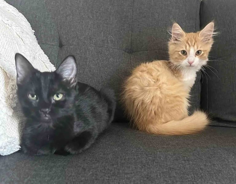 Adorable Three-Legged Kitten Becomes 'Dishwater Supervisor' At His ...