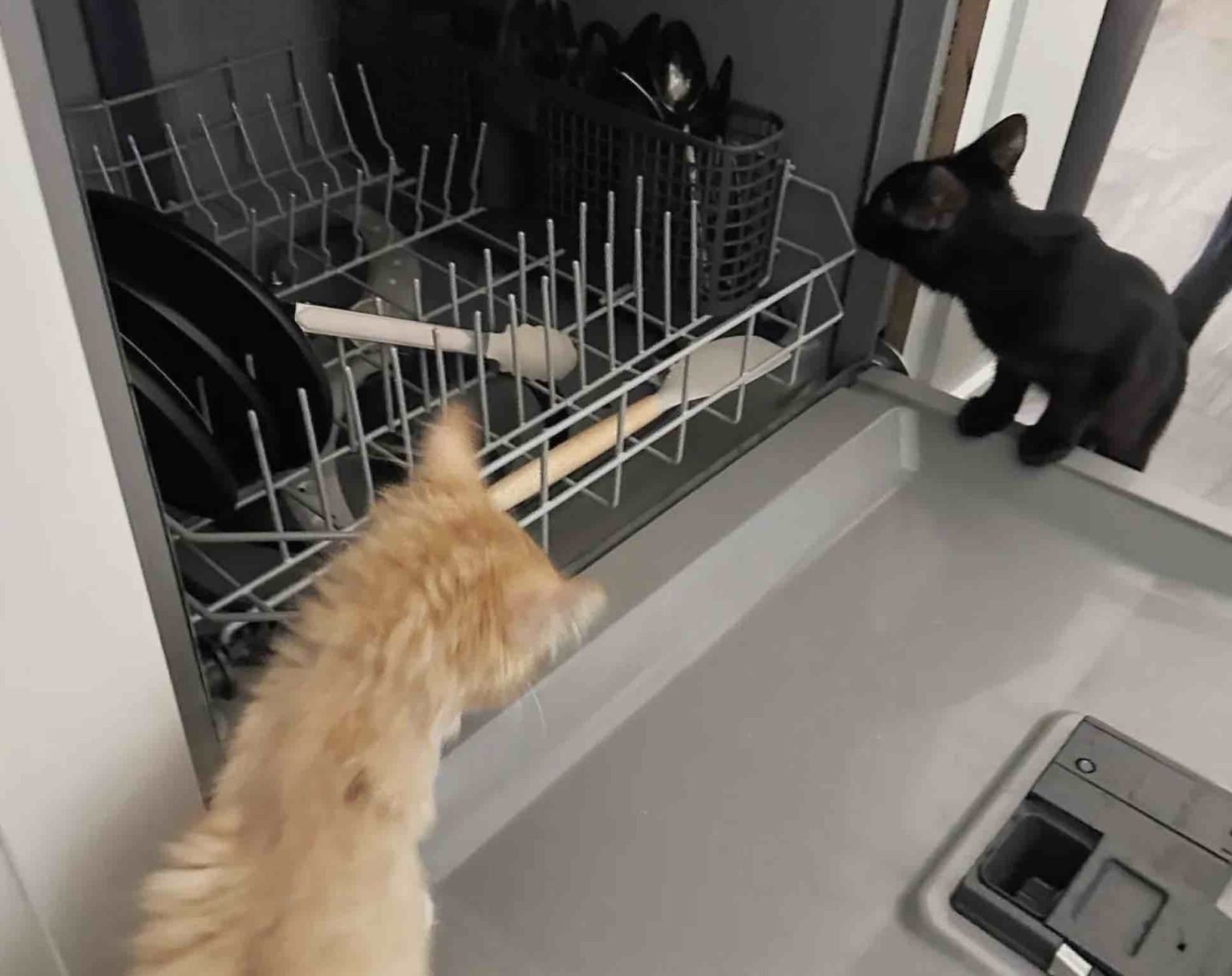 Adorable Three-Legged Kitten Becomes 'Dishwasher Supervisor' At His ...