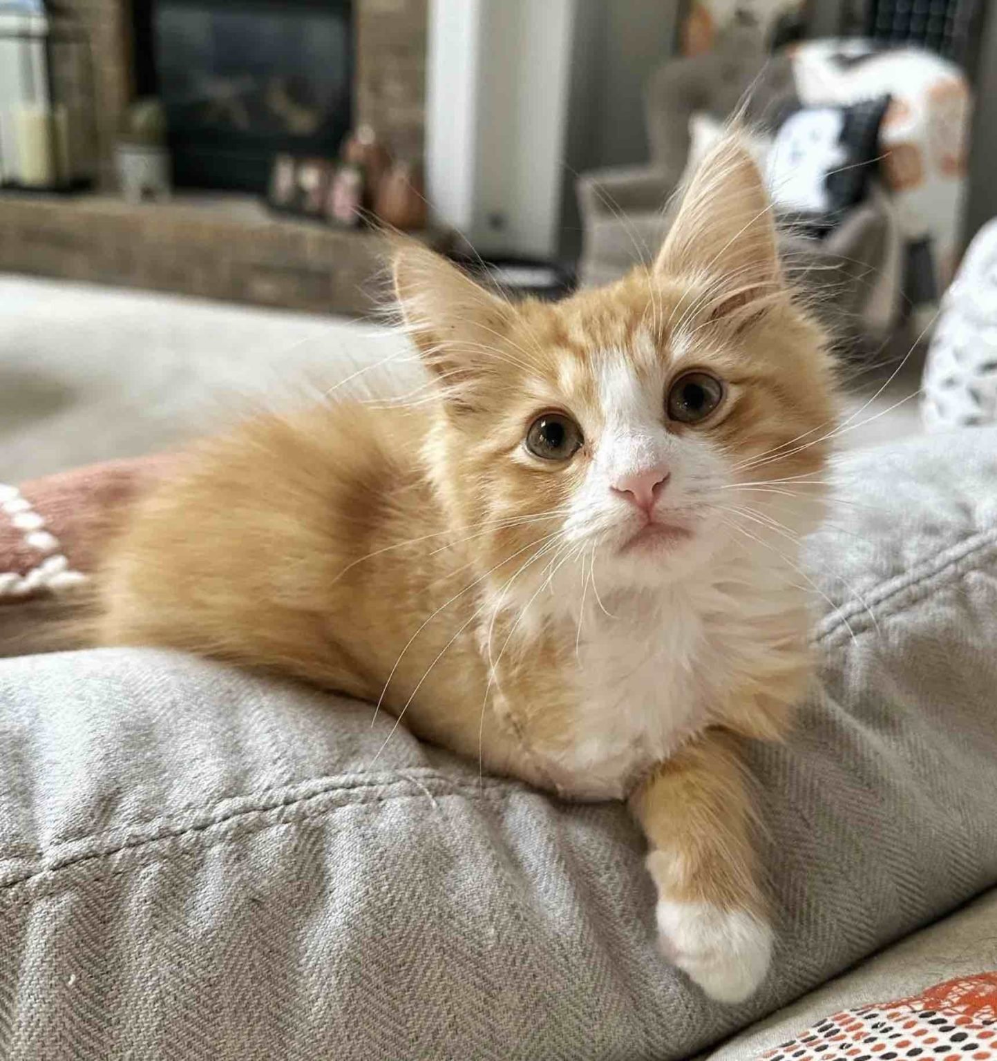 Adorable Three-Legged Kitten Becomes 'Dishwasher Supervisor' At His ...