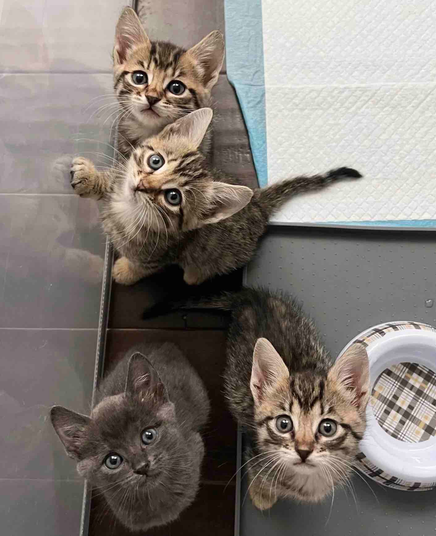 Four Spicy Rescue Kittens Become Love Bugs Thanks to Their Foster Mom ...