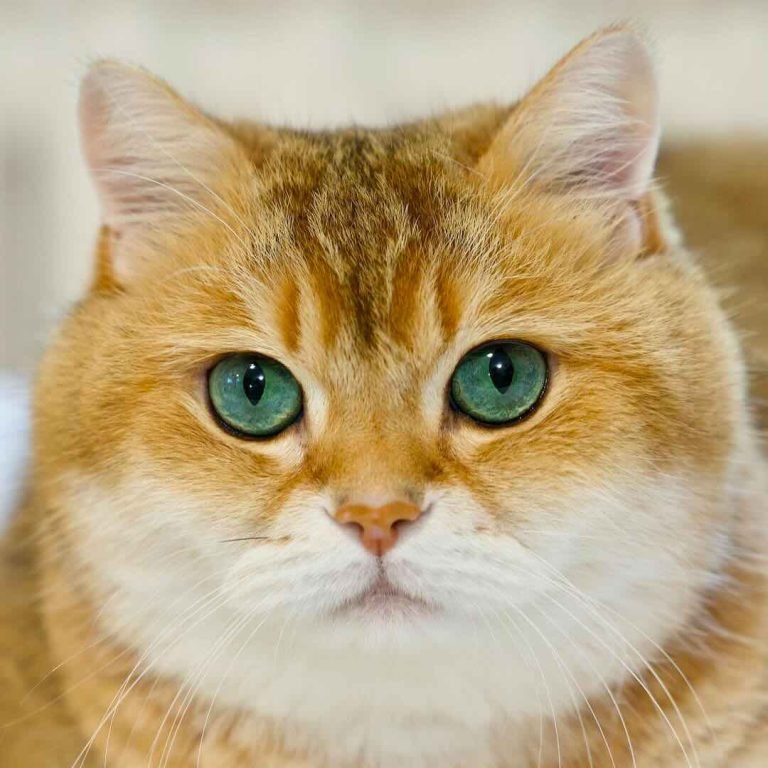 Meet Hosico - the Undisputed King of Fluffiness! - We Love Cats and Kittens
