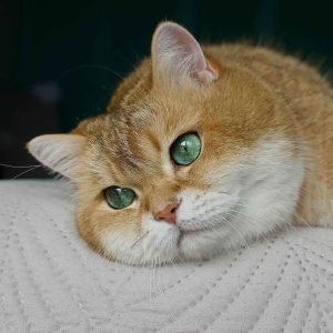 Meet Hosico - the Undisputed King of Fluffiness! - We Love Cats and Kittens