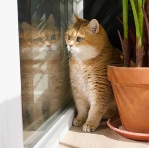 Meet Hosico - the Undisputed King of Fluffiness! - We Love Cats and Kittens