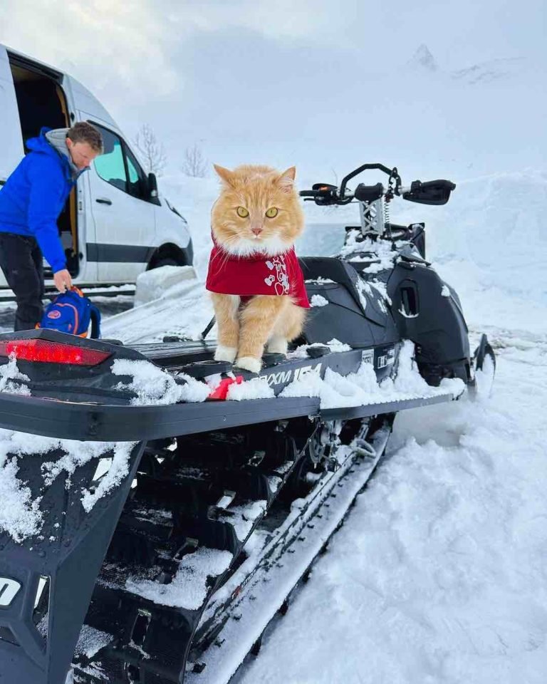 Meet Petra the Meowtaineer, She's a One-of-a-Kind Adventure Cat - We ...
