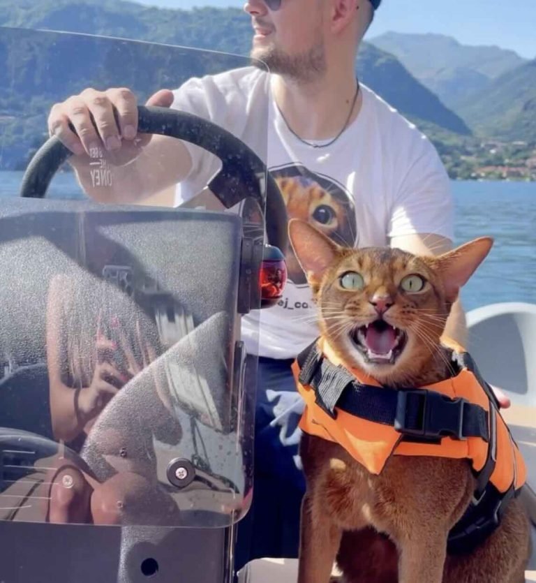 Meet Sensej, One Man's Travel Buddy That Always Draws A Crowd - We Love ...