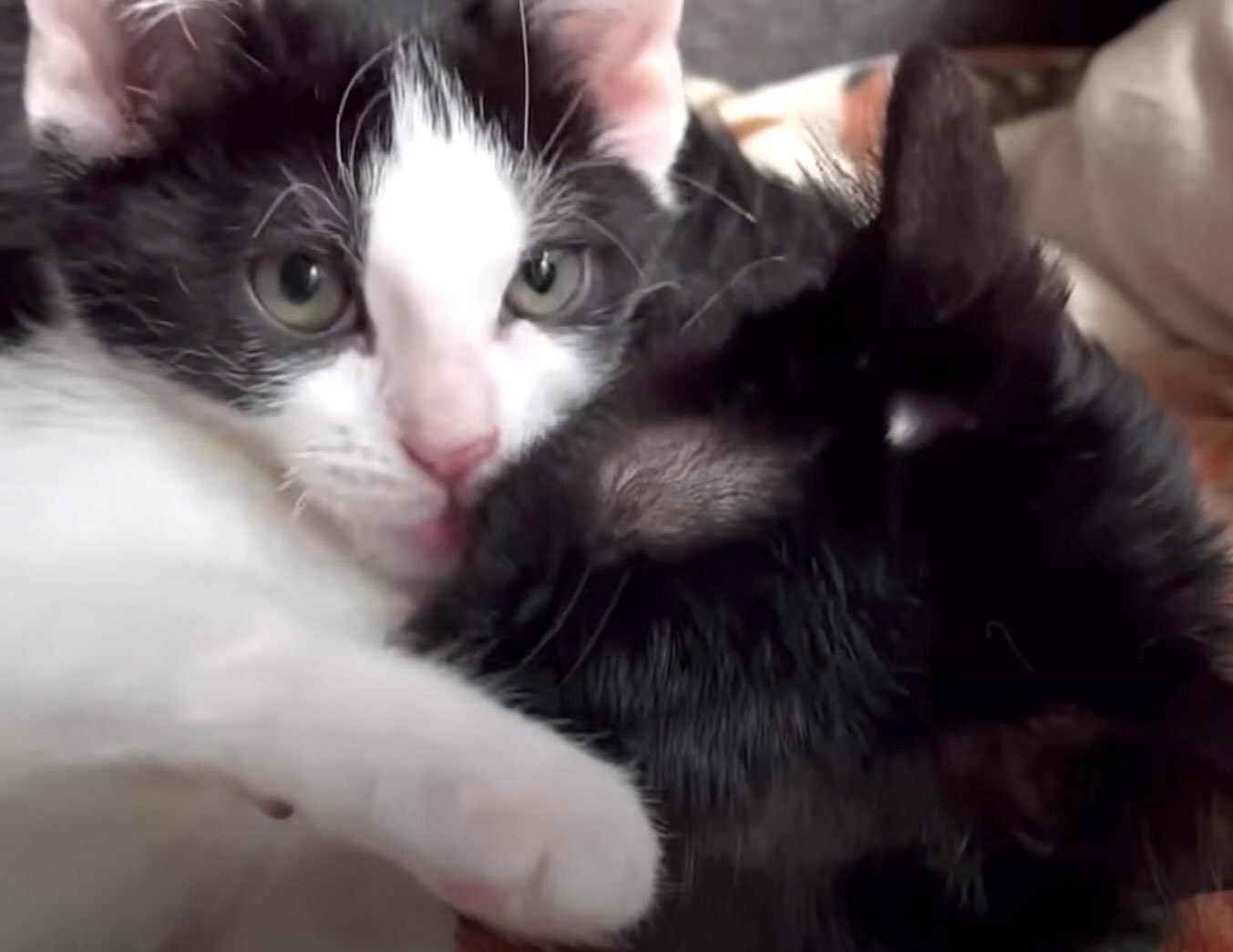 Meet Willy Wonky, the Wobbly Cat That Welcomed a Wobbly Kitten into His ...