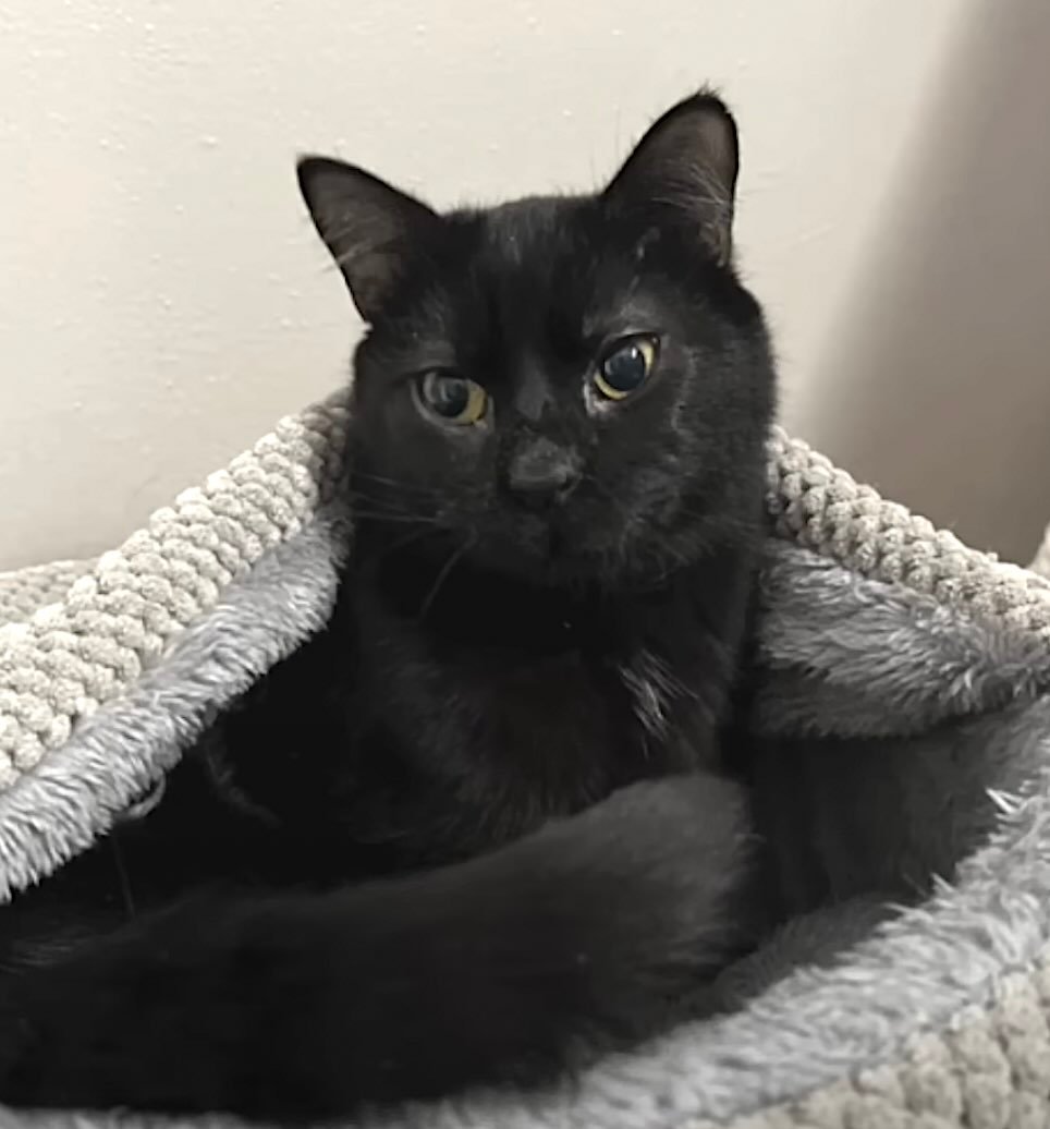 Meet Willy Wonky, the Wobbly Cat That Welcomed a Wobbly Kitten into His ...