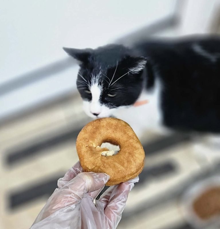 Donut Loving Cat is Always First in Line at the Local Bakery - We Love ...
