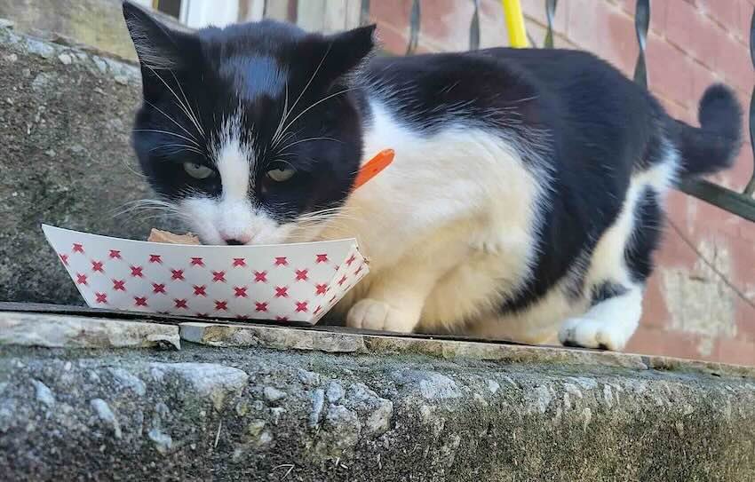 Donut Loving Cat is Always First in Line at the Local Bakery - We Love ...