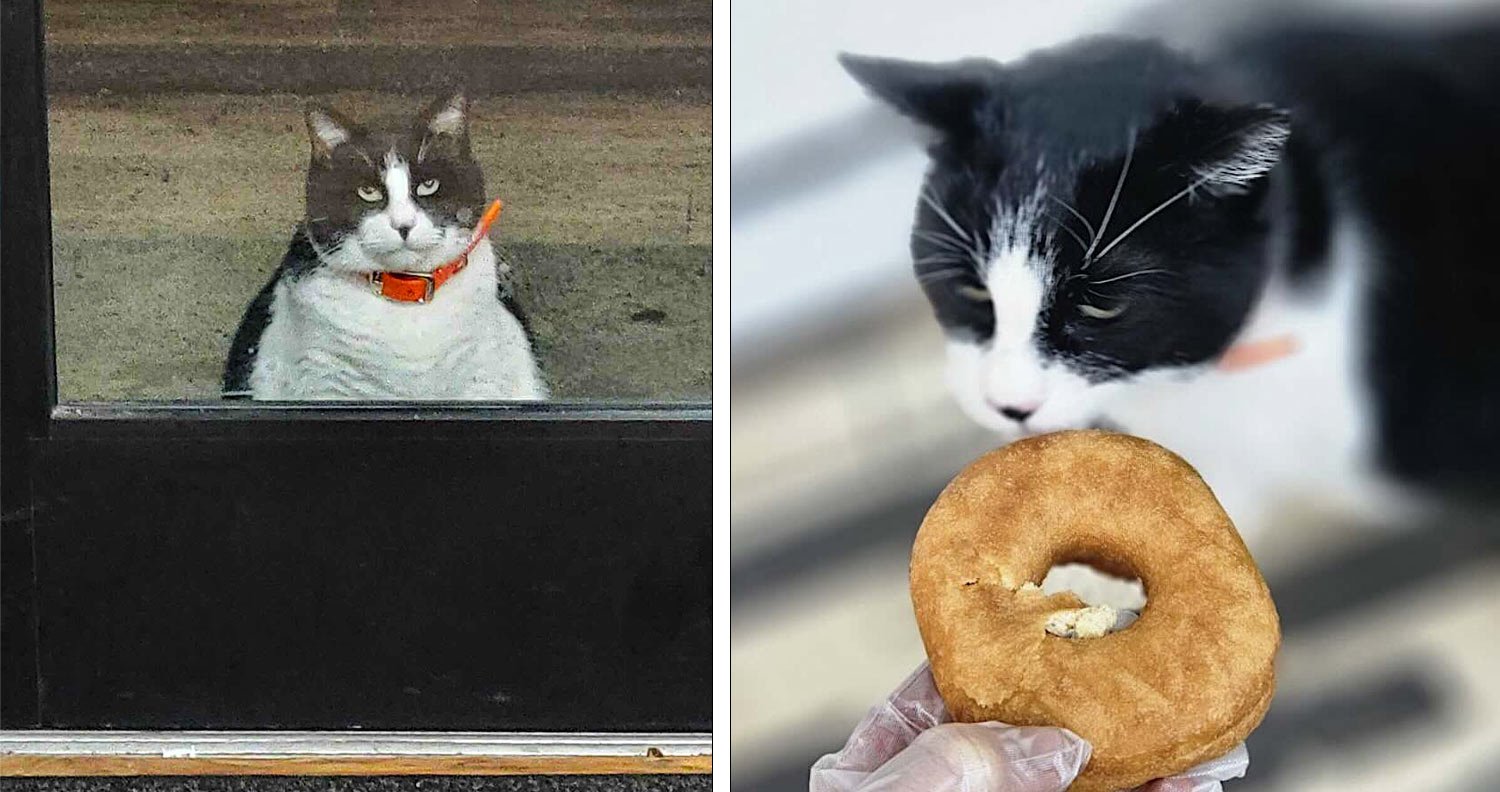Donut Loving Cat is Always First in Line at the Local Bakery - We Love ...