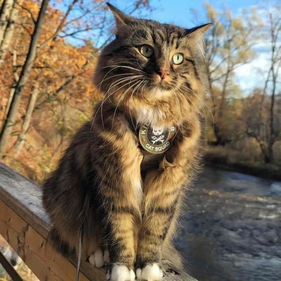 Meet General Picchu, The Fearless Feline Adventurer - We Love Cats and ...