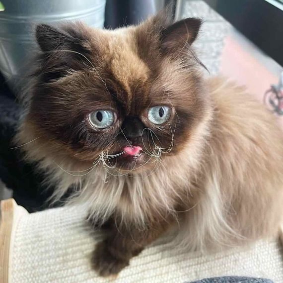 Meet Yohji: A Charming Two-Toothed Cat That Has a Knack for Turning ...