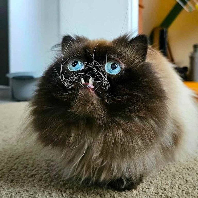 Meet Yohji: A Charming Two-Toothed Cat That Has a Knack for Turning ...