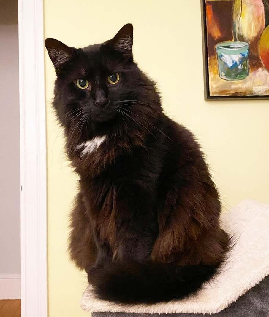 After Scaring Adopters Away, This Gentle Giant Became the Ultimate ...