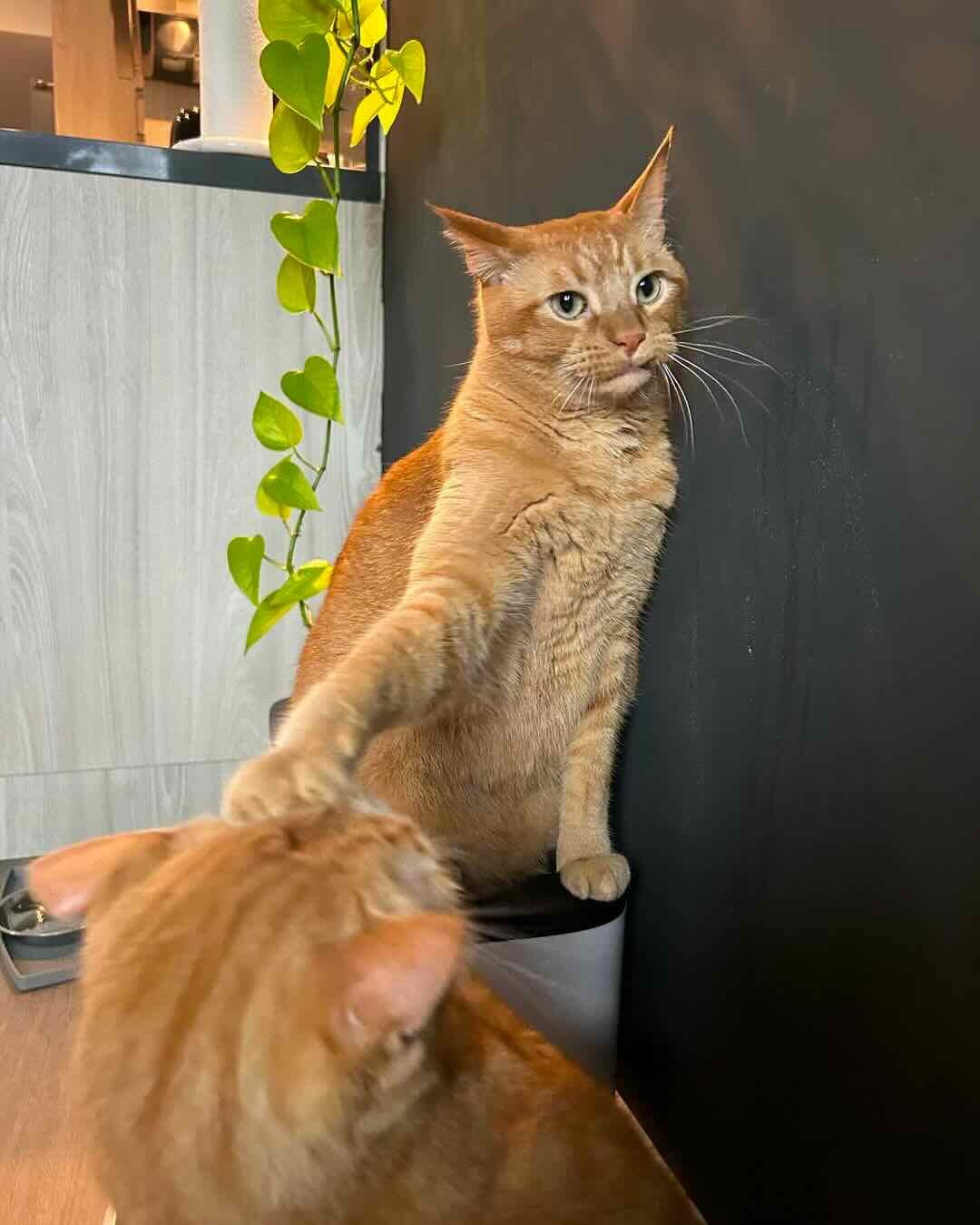 Snaggle-Toothed Cat That Loves to Be Bounced Gets a New Best Friend ...