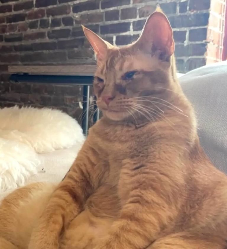 Snaggle-Toothed Cat That Loves to Be Bounced Gets a New Best Friend ...