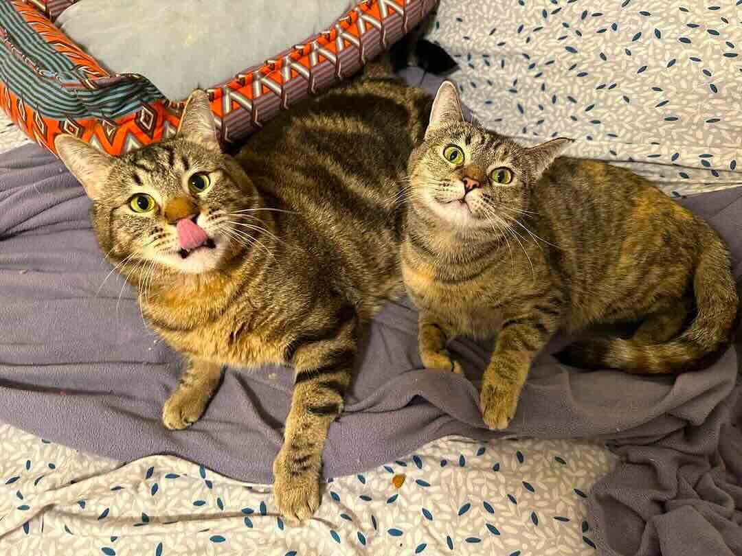 Wobbles Couldn't Stop Their Love, Aggie and Arthur's Heartwarming Quest ...